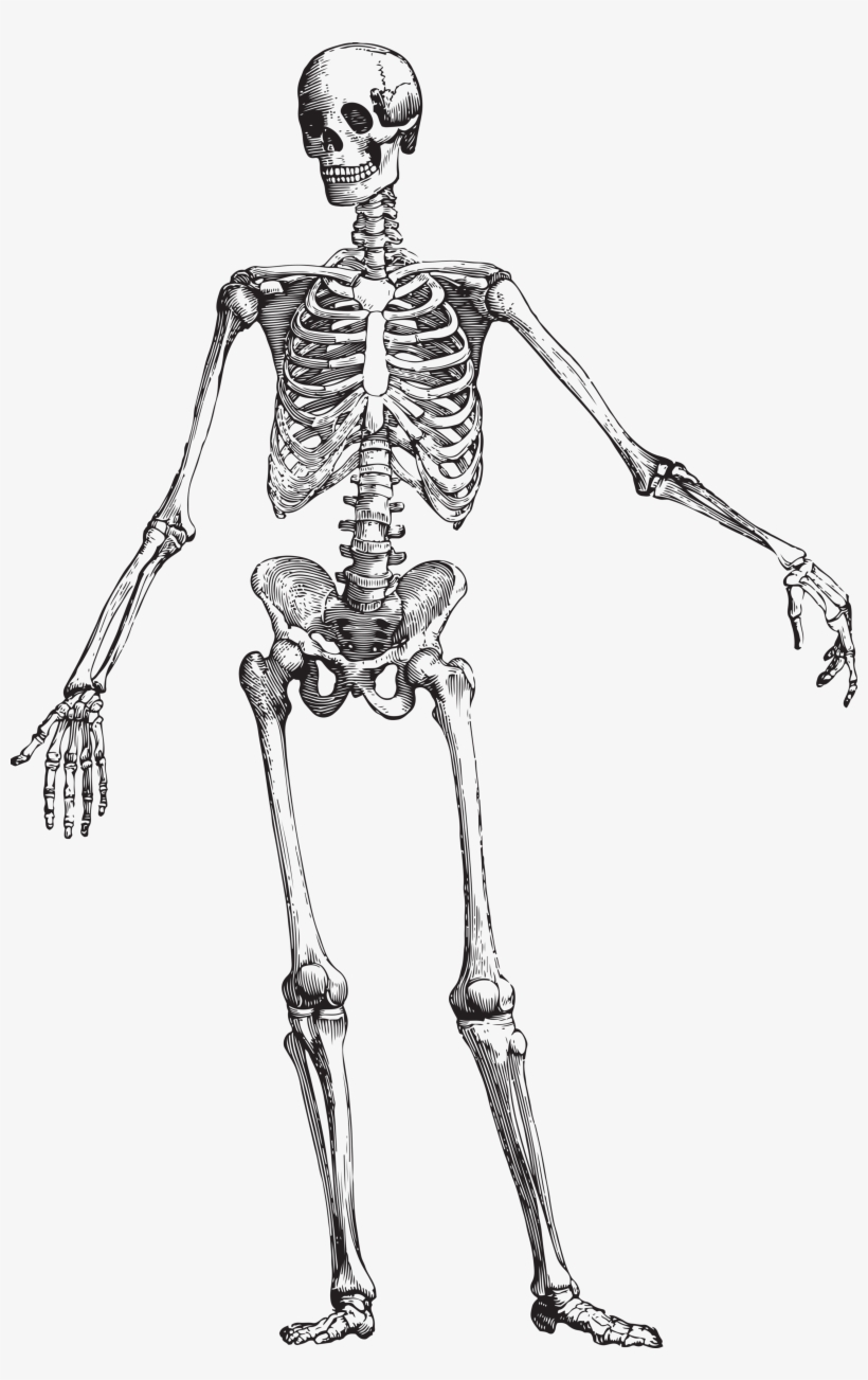 Skulls&bones11 - Skeleton Anatomy Black And White Transparent PNG ...