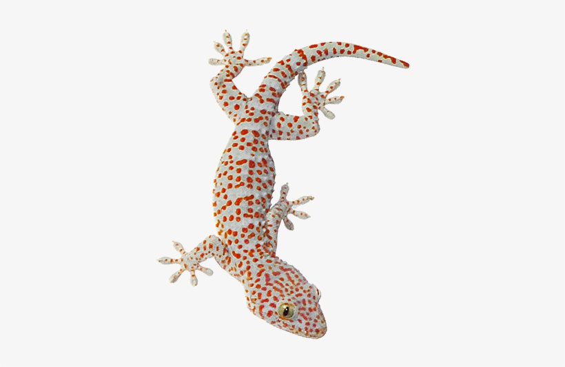 Download Tokay Gecko, Lizard, Animals Of Southeast Asia By Transparent ...