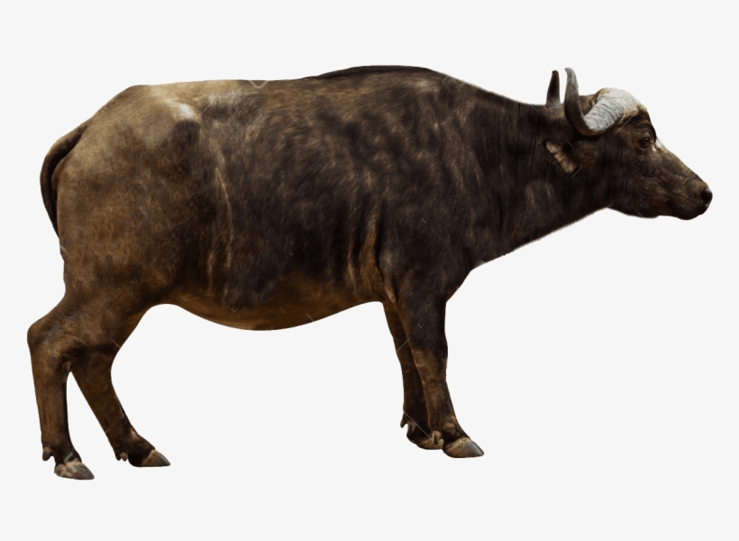 Download Free Png African Buffalo Png Pics Png Images Transparent ...