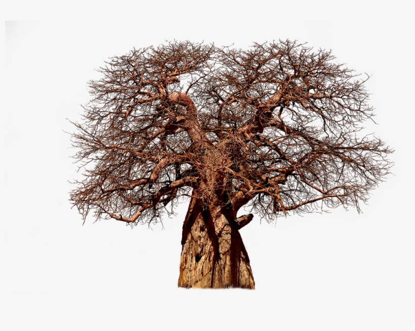 Download Tree, Baobab, Aesthetic, Tribe, Adansonia, African - Boab Tree ...