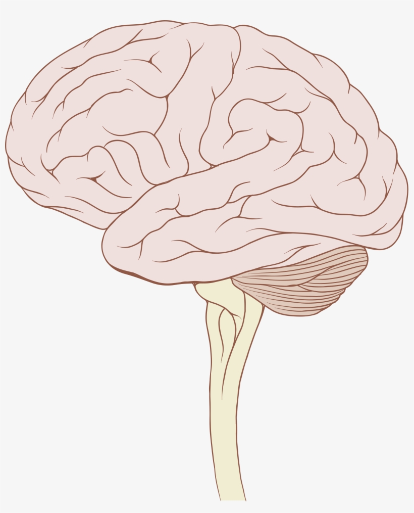 Open - Brain With Brain Stem Transparent PNG - 2000x2380 - Free ...