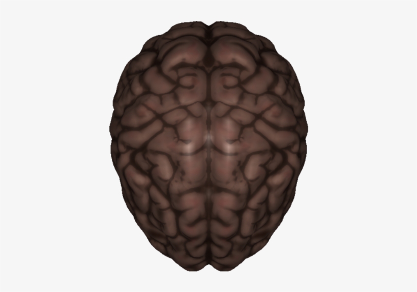 Download Human Brain No Labels - Illustration - HD Transparent PNG ...
