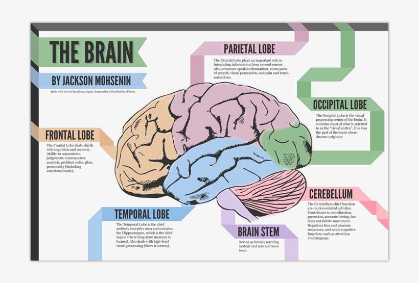 Baby Brain Development Stages All In One Photos