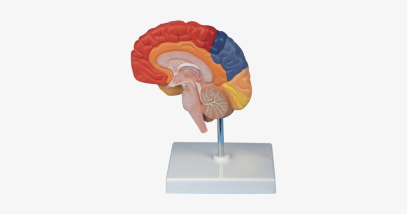 Half,colour Human Brain Model - Brain Transparent PNG - 350x350 - Free ...