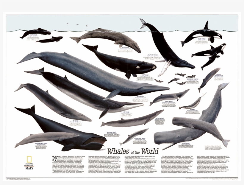 Whales - National Geographic Whale Poster Transparent PNG - 2048x1152 ...