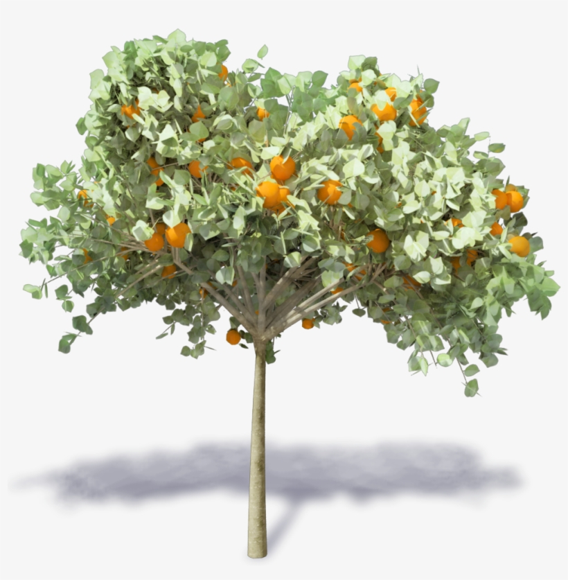 Orange Tree Revit Transparent PNG - 1000x1000 - Free Download on NicePNG