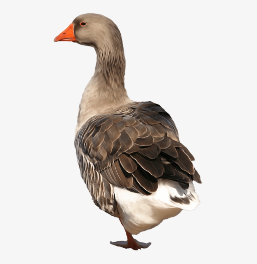 Free Png Goose Png Images Transparent - Goose Png Transparent PNG ...