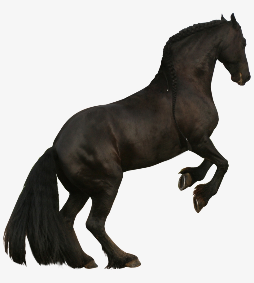 Rearing Horse Png - Black Horse Rearing Png Transparent PNG - 800x833 ...