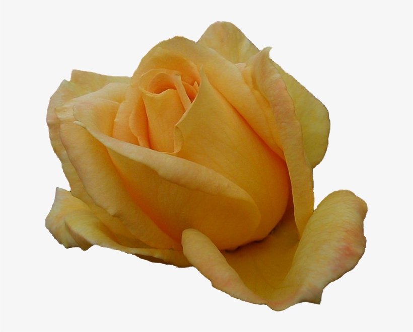 Transparent Yellow Rose File - Rose Transparent PNG - 700x647 - Free ...