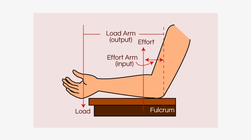 Human Arm Lever Diagram - Human Arm Is Which Class Lever Transparent ...
