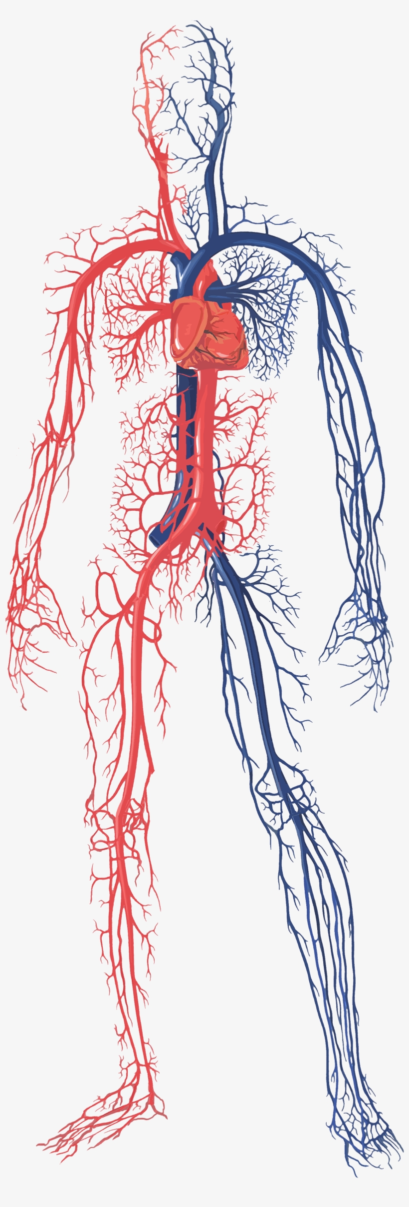 Male Circulatory System - Human Circulatory System Png Transparent PNG ...
