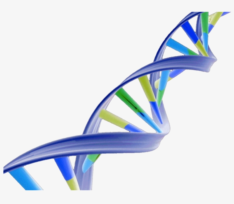 Dna Structure Clipart Transparent - Dna Double Helix Transparent ...