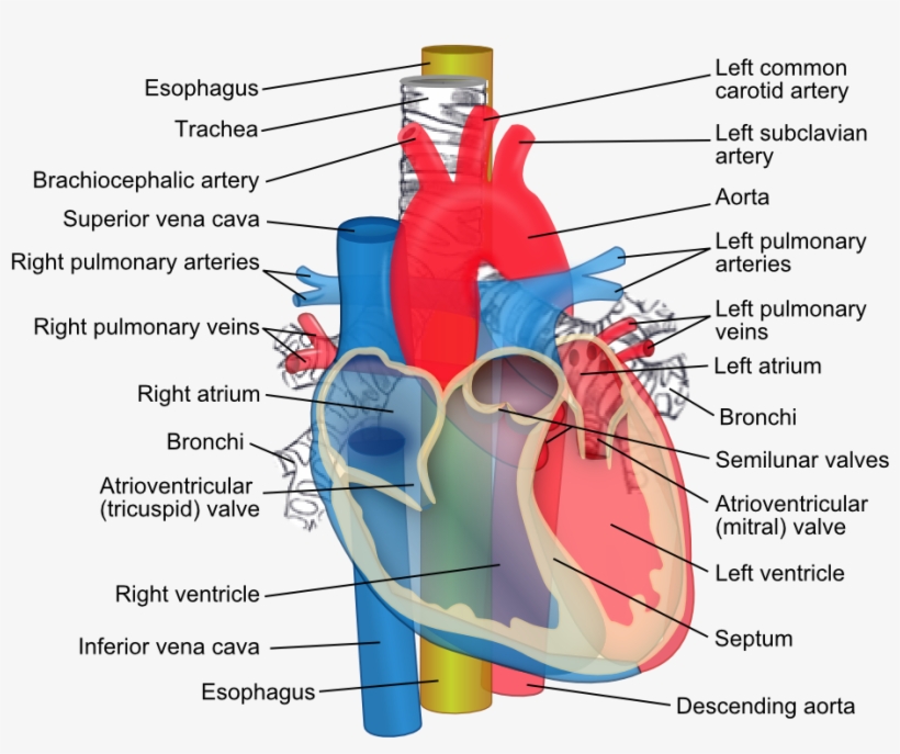 Relations Of The Aorta, Trachea, Esophagus And Other - Trachea Aorta ...