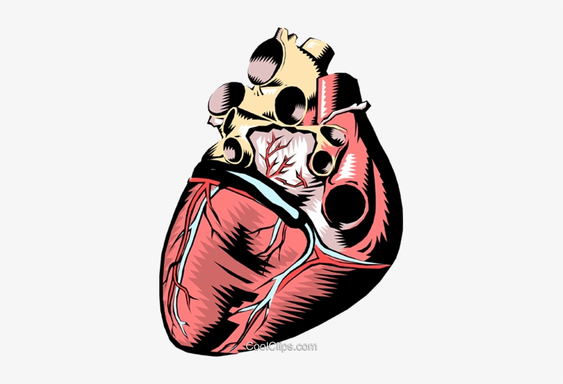 Human Heart Royalty Free Vector Clip Art Illustration - Characteristic ...