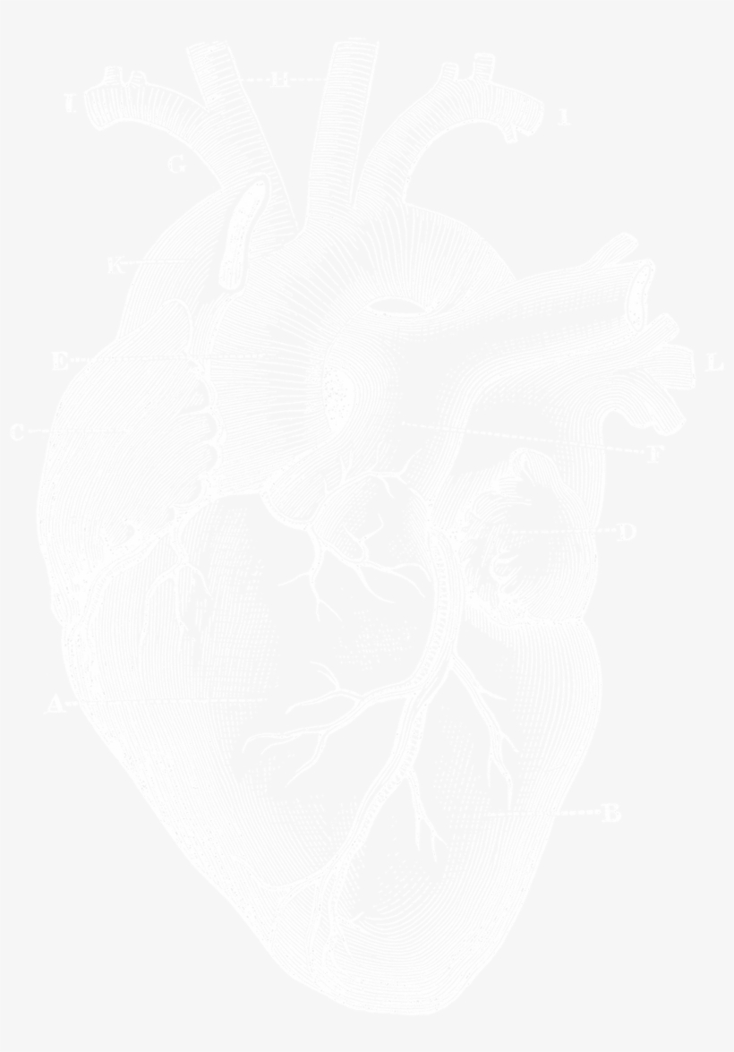 Anatomicalheart Inverted - Sketch Transparent PNG - 1000x1294 - Free ...
