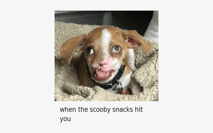 Mfw, Tfw, And Weed - Scooby Snacks Weed Transparent PNG - 400x447 ...