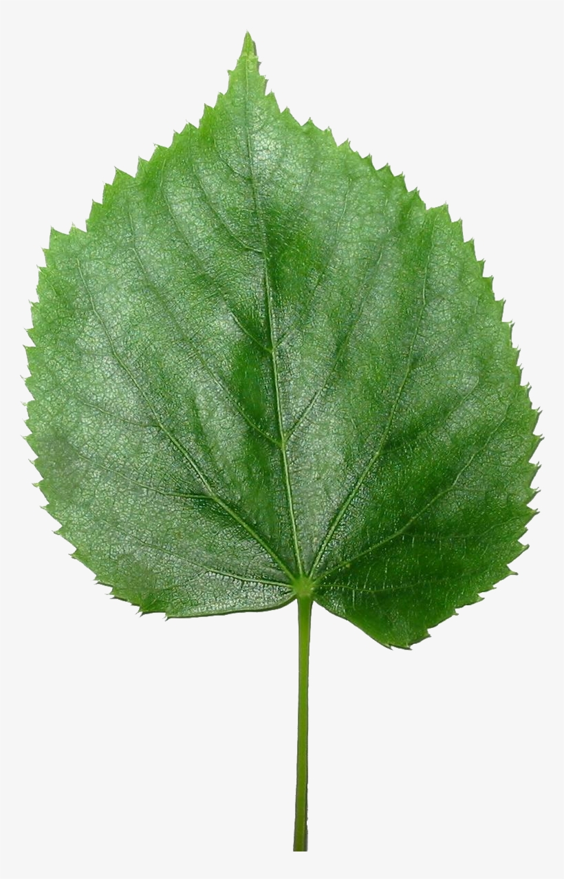 Blender3d Lisc Lipy-transparent - Liść Png Transparent PNG - 1200x1200 ...