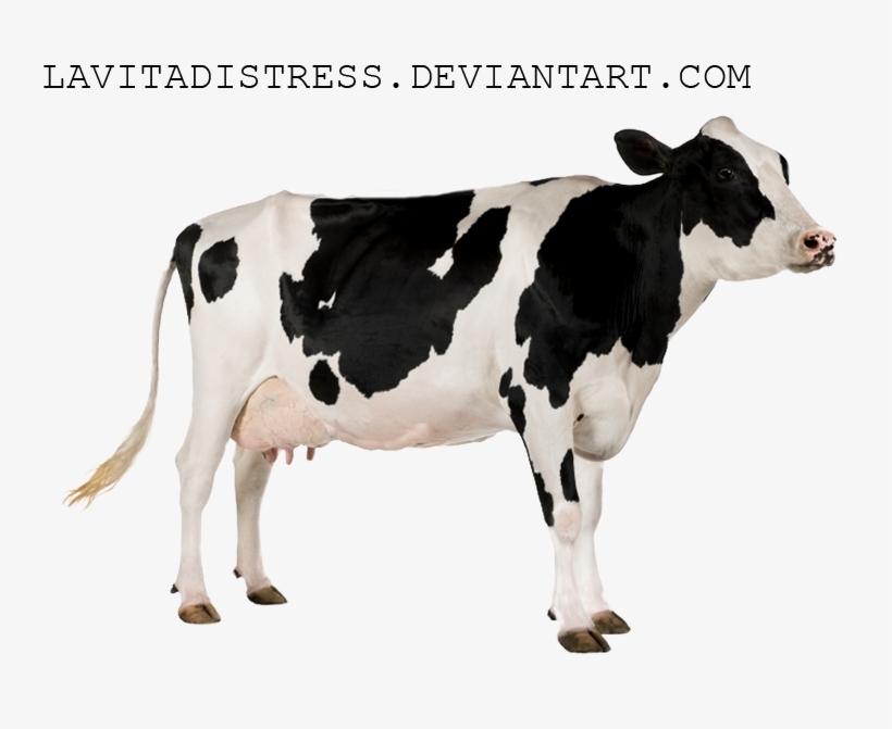 Cow Png Photos - Baby Touch And Feel Farm Animals By Dk Transparent PNG ...