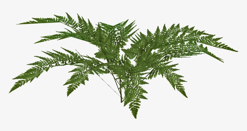 Small Fern - Fern Transparent PNG - 762x762 - Free Download on NicePNG