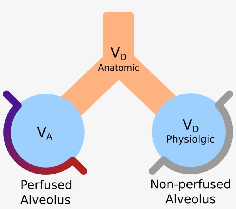 Comparison Of Anatomic And Physiologic Dead Space - Dead Space ...