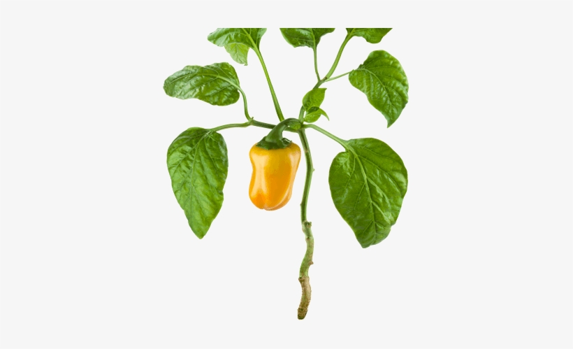 Transparent Plant Pepper - Transparent Green Pepper Plant Transparent ...