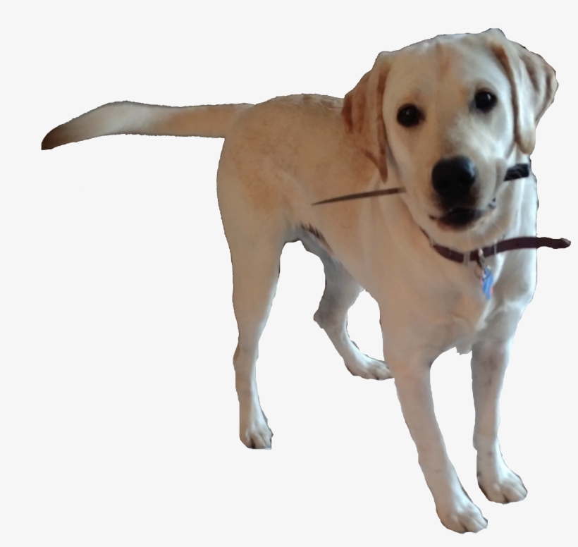 Animalmess - Dog Catches Something Transparent PNG - 2582x2318 - Free ...