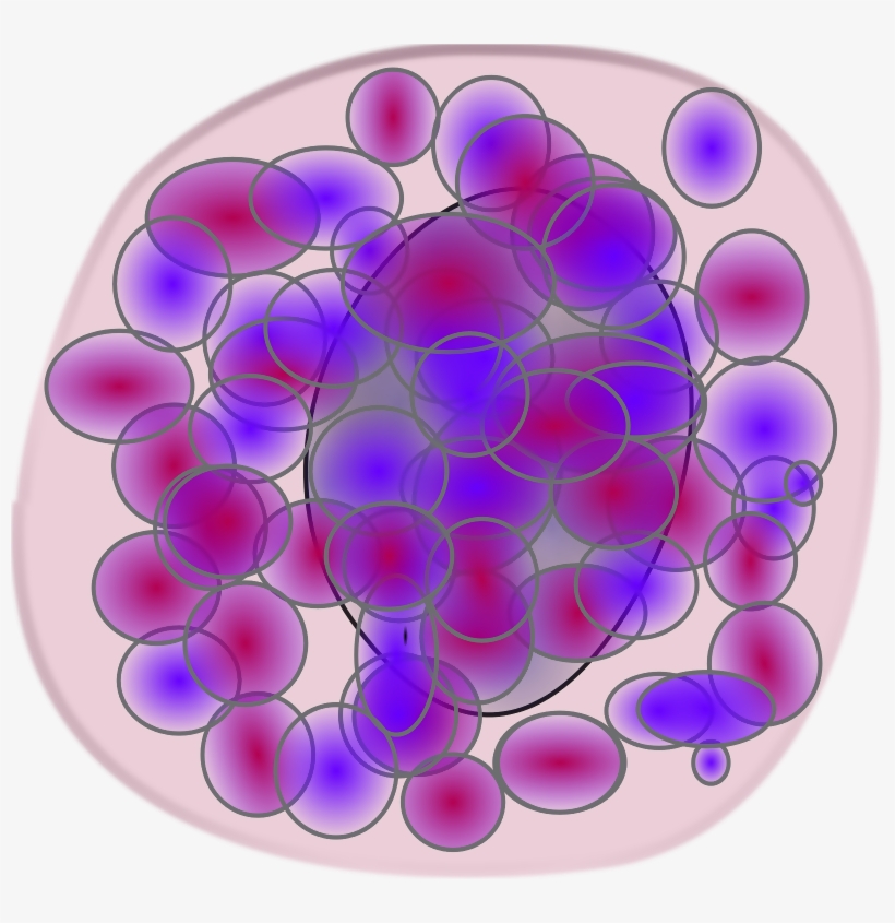 Basophil - Basofilos Png Transparent PNG - 800x765 - Free Download on ...