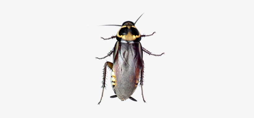 Roach Png Photo - Cockroaches In Australia Transparent PNG - 450x300 ...