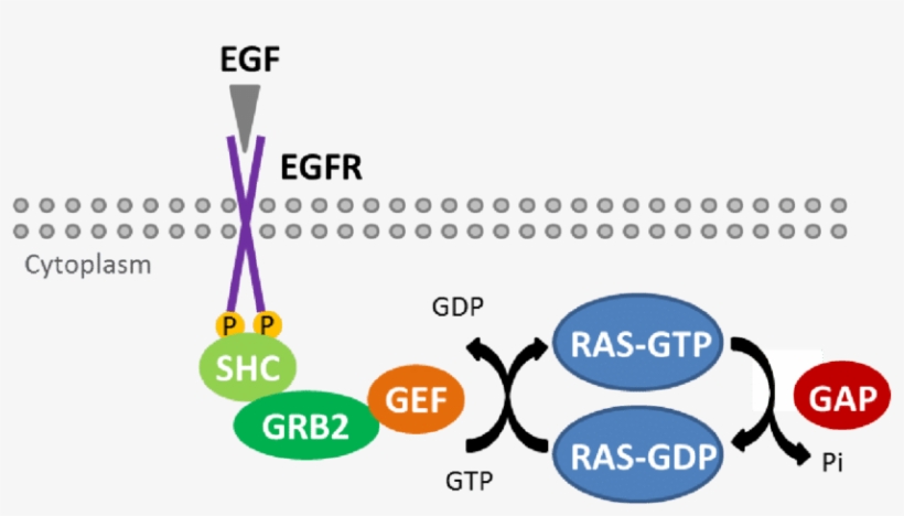 Guanine Nucleotide Exchange Factor