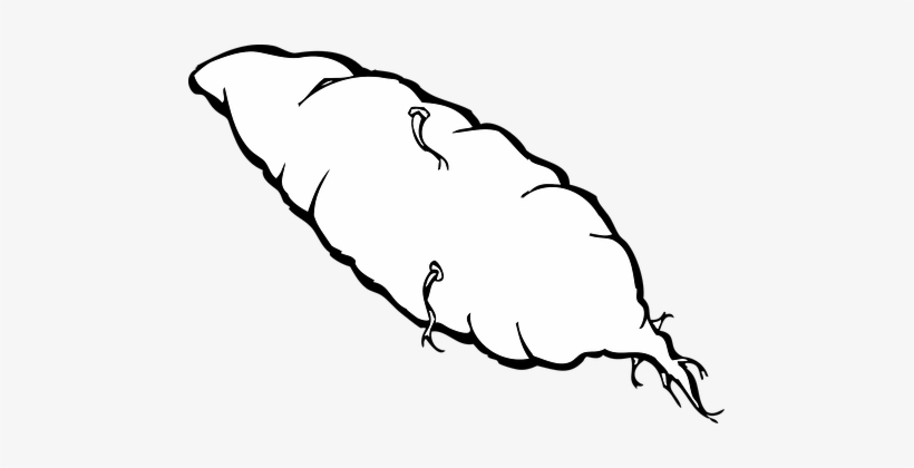Potato Line Art