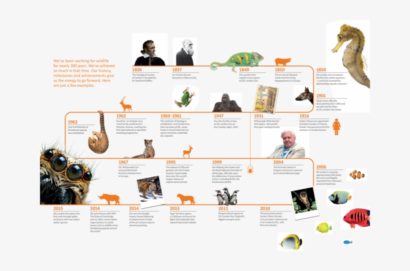 A Timeline Of The History Of Zsl - London Timeline Transparent PNG ...