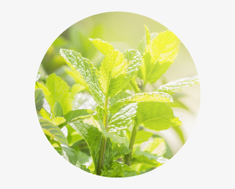 Peppermint Transparent PNG - 578x578 - Free Download on NicePNG