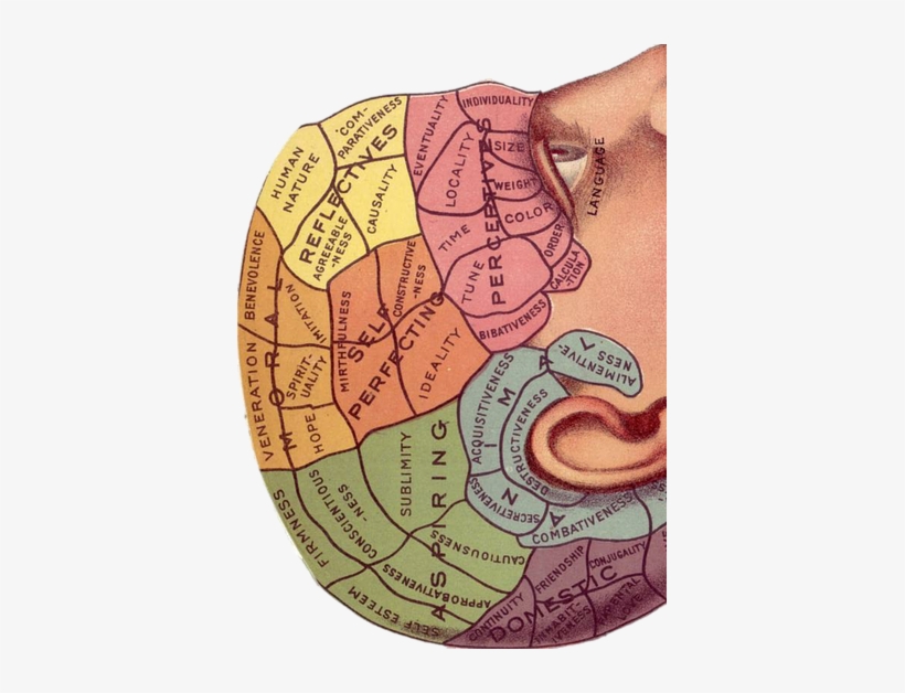 Cognitive Psychology And Cognitive Neuroscience By Transparent PNG ...