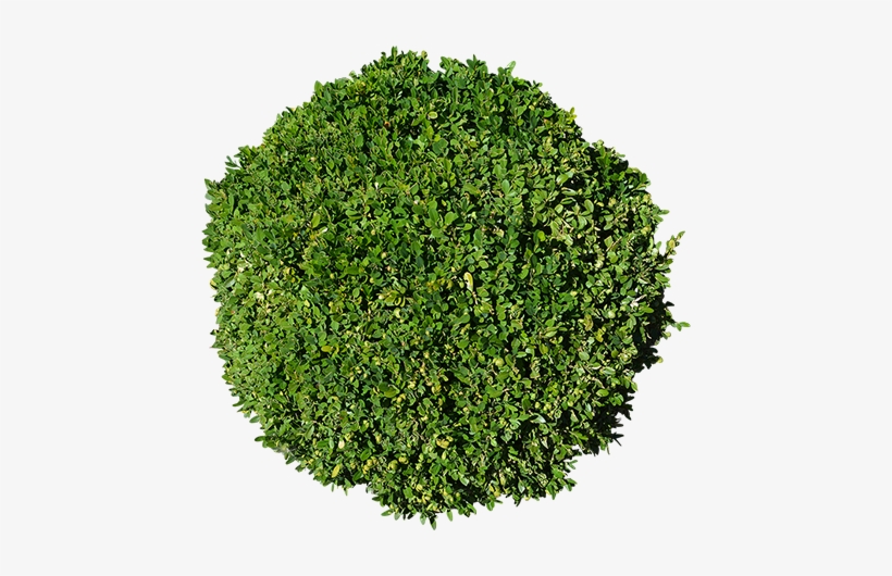 Download Round Bush Png - HD Transparent PNG - NicePNG.com