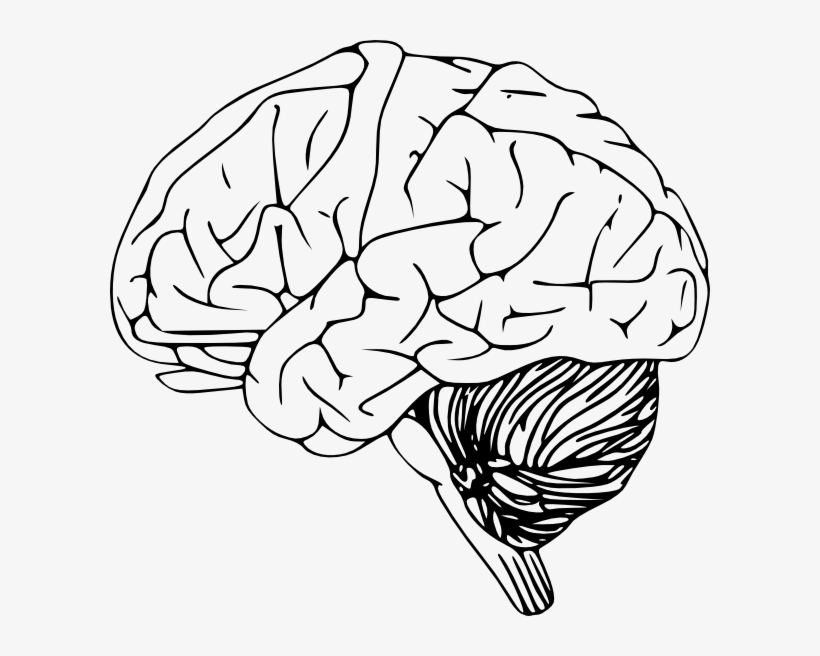 How To Set Use Brain Svg Vector Transparent PNG - 600x576 - Free ...