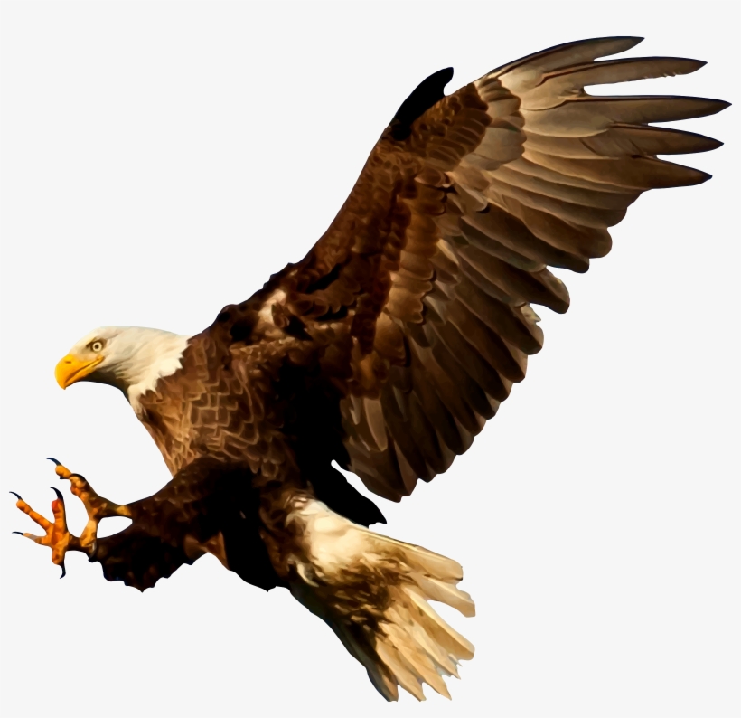 Free Bird Of Prey Clipart