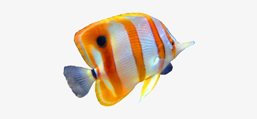 Colorful Fish Png - Fish Png Transparent PNG - 453x332 - Free Download ...