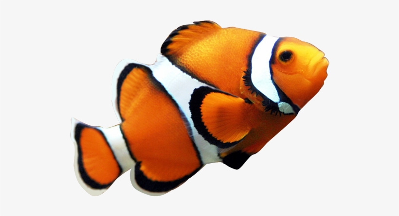 Fish Png - Clown Fish Orange And White Transparent PNG - 588x399 - Free ...