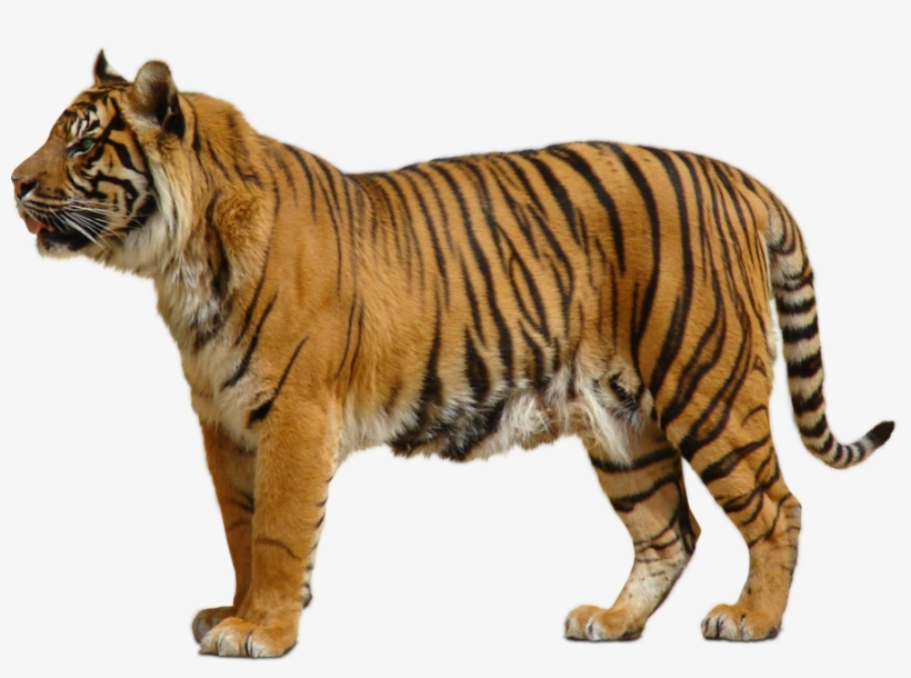 Tiger Png Vectors - Tiger Png Transparent PNG - 900x626 - Free Download ...