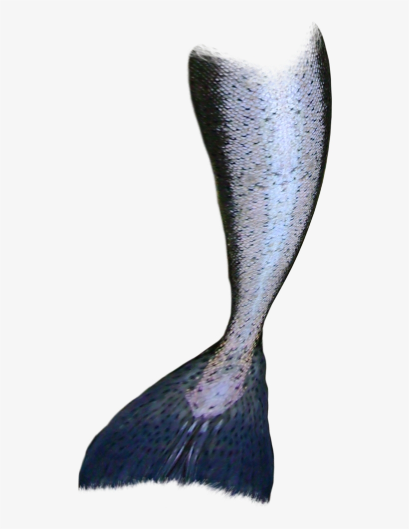 Mermaid Tail - Transparent Mermaid Tail Png Transparent PNG - 900x1200 ...