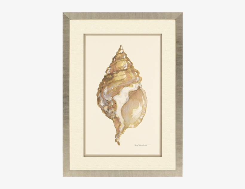 Seashell Sentiment Ii - Seashell Sentiment Ii, Paragon 3923 Transparent ...