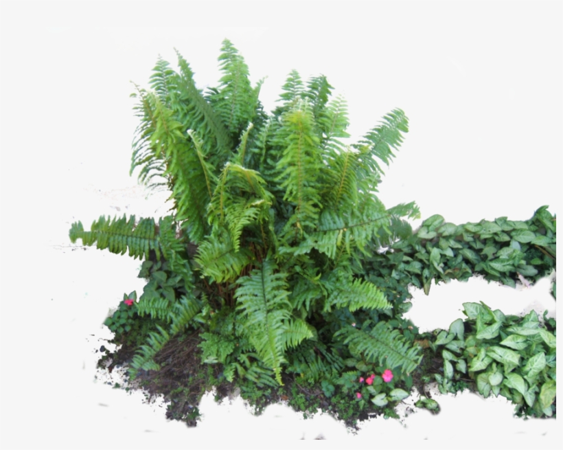 Download Ferns Latest Version 2018 - Fern Png Transparent PNG - 900x675 ...