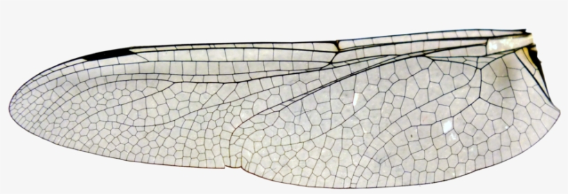 Large Dragonfly Wing Stock - Insect Wing Png Transparent Transparent ...