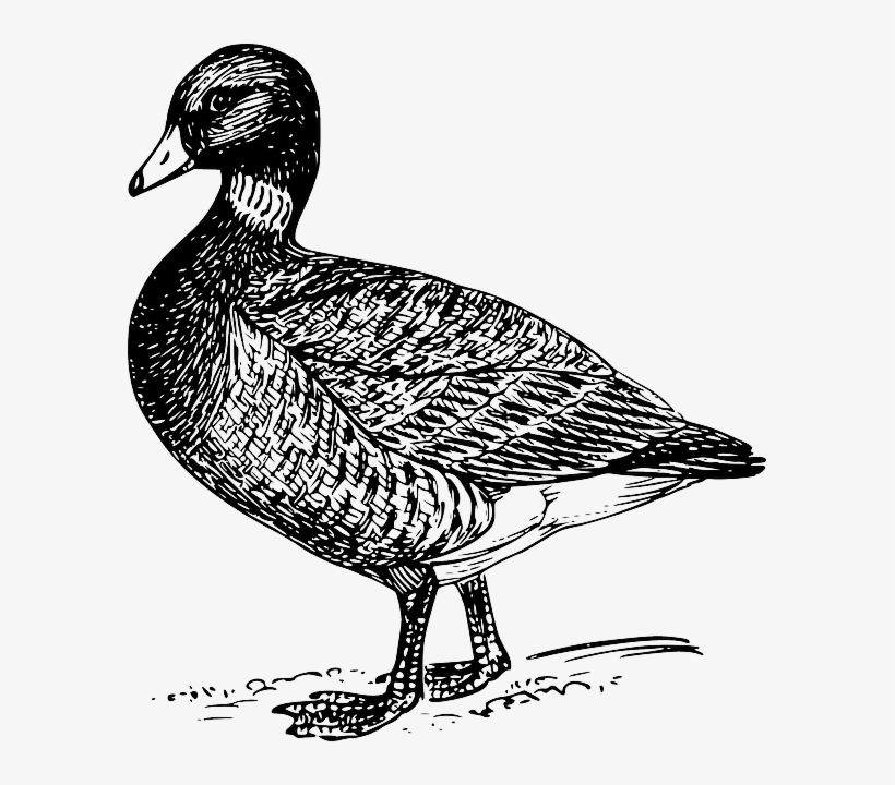 Drawing, Bird, Wings, Goose, Feathers, Brant - Pato Em Preto E Branco ...