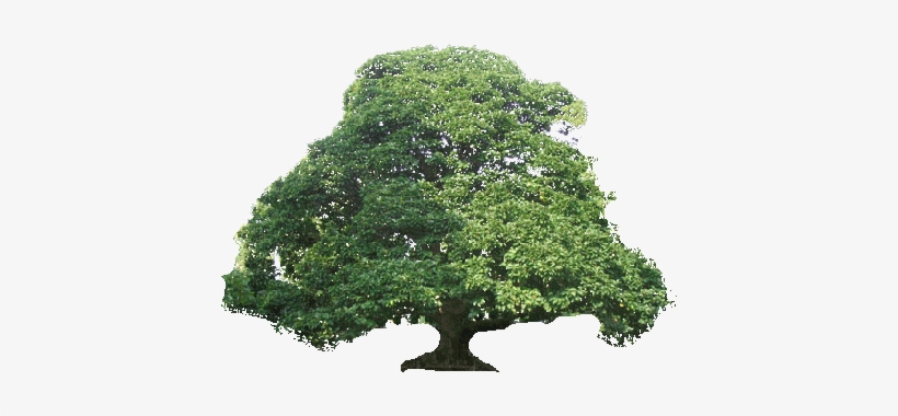 Maximum Tree Height - Oak Transparent PNG - 416x300 - Free Download on ...