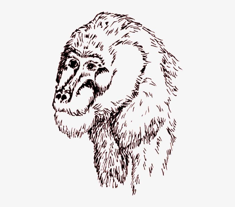 Head, Drawing, Face, Art, Animal, Chimp - Chimpanzees Drawings ...
