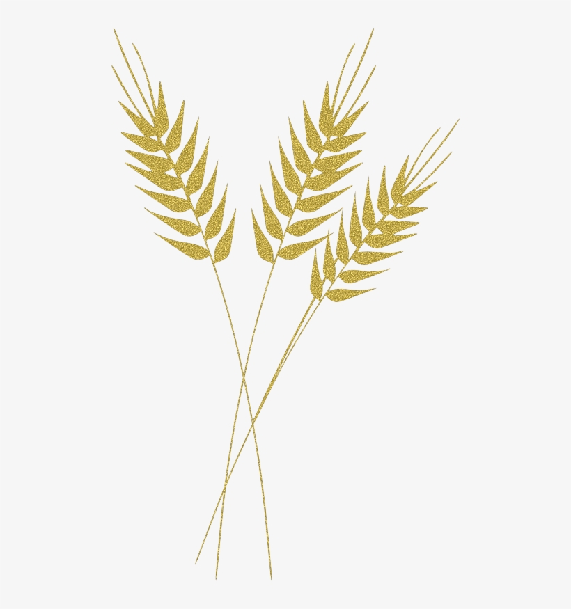 Ramo De Trigo - Wheat Clip Art Png Transparent PNG - 500x795 - Free ...