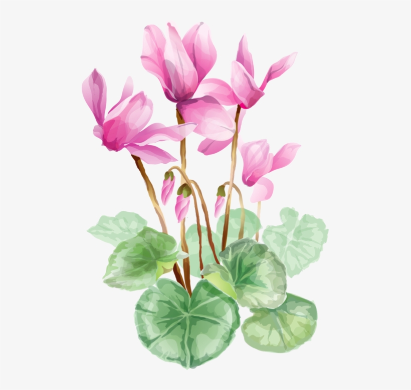 Цикламены - Cyclamen Flower Drawing Transparent PNG - 493x699 - Free ...