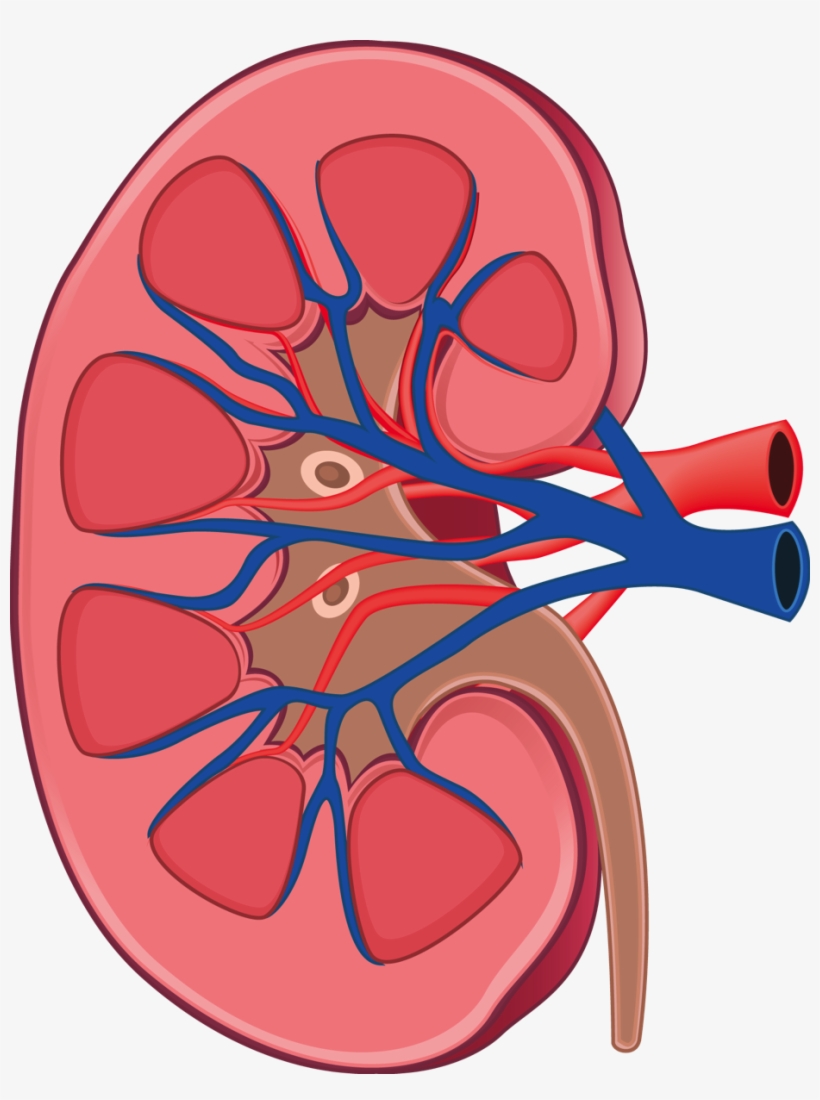 Image Free Library Kidney Clipart Kidney Anatomy - Transparent Kidney ...