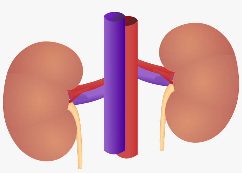 Renal External Anatomy - Kidney Transparent PNG - 2500x2301 - Free ...